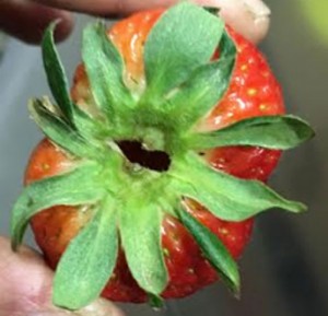 Strawberries- Hollow Center | International Produce Training